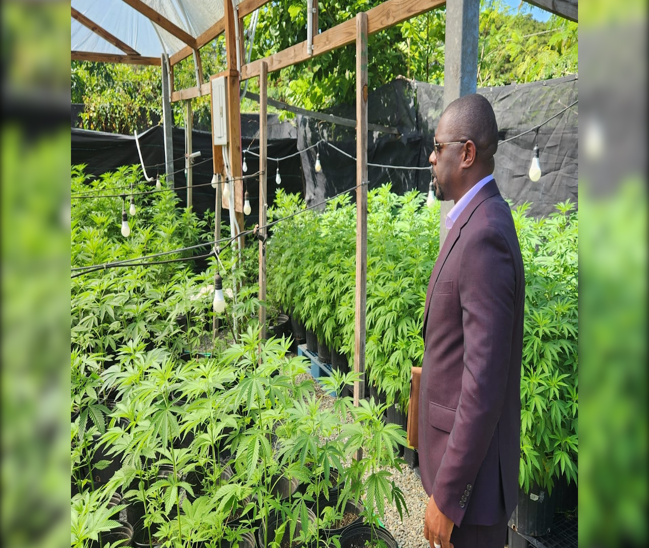 Agricultural Minister Duggins Studies Cannabis Plants at UWI, Jamaica ...